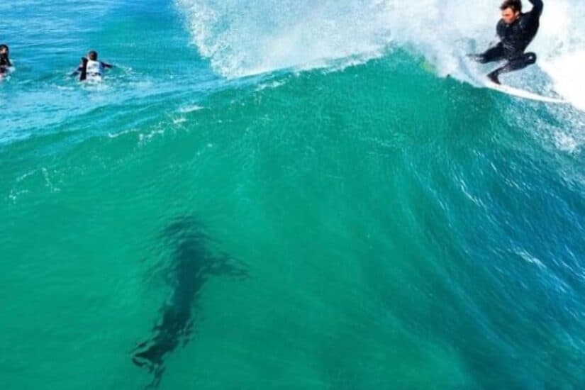 'Sniffing toes': Great white shark 'stalks' surfers at J-Bay Open [WATCH]