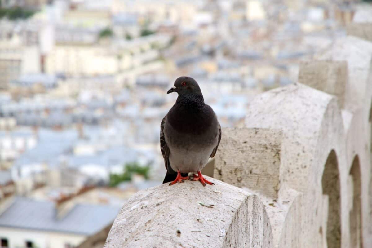 Pigeon-toed and wearing sackcloth | The Citizen