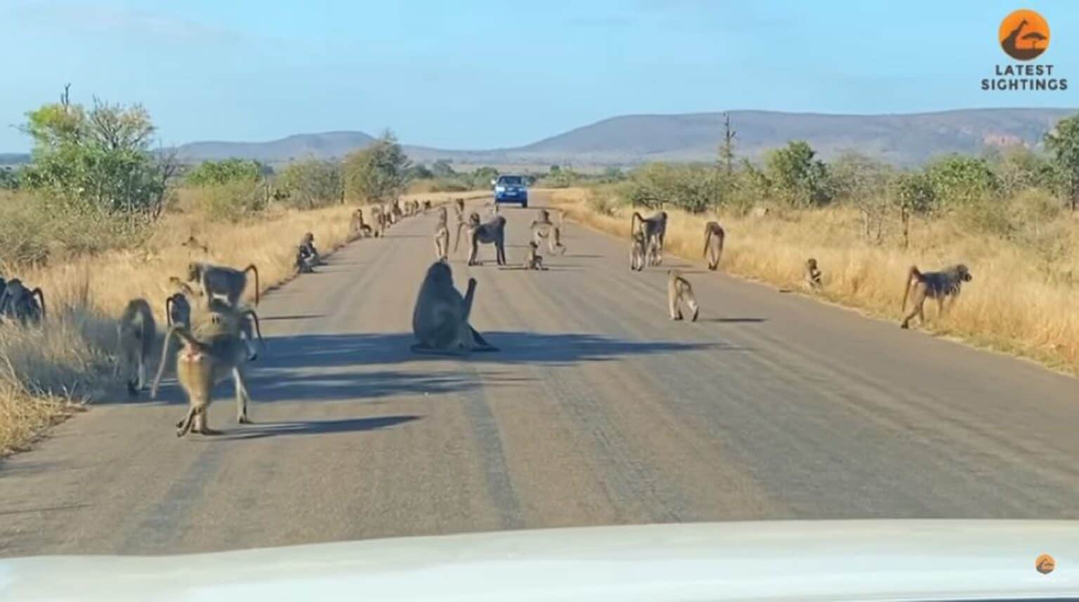 WATCH: Leopard attacks baboons and immediately regrets it | The Citizen