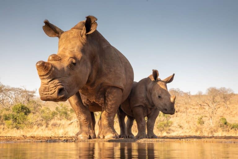 SA rhino farm, world's largest, bought by NGO | The Citizen