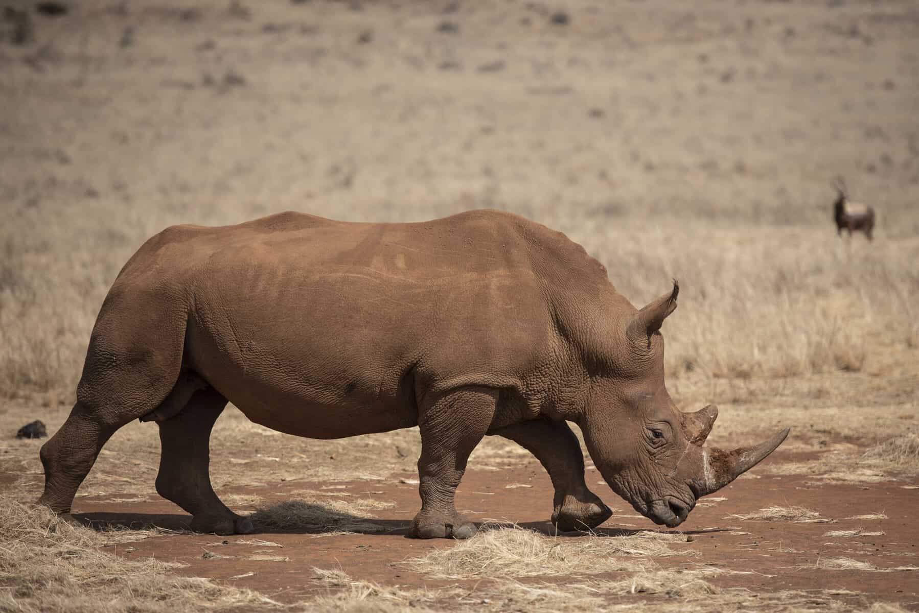 An hour from Joburg lies a reserve teeming with wildlife