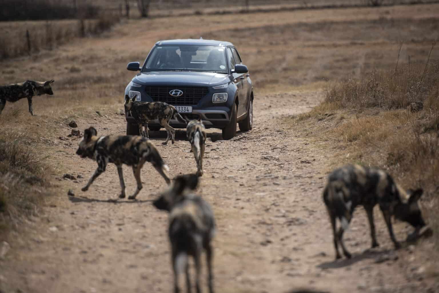 An hour from Joburg lies a reserve teeming with wildlife