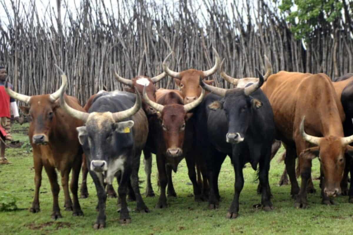 IN PICS: AKA and Nelli's lobola ceremony | The Citizen