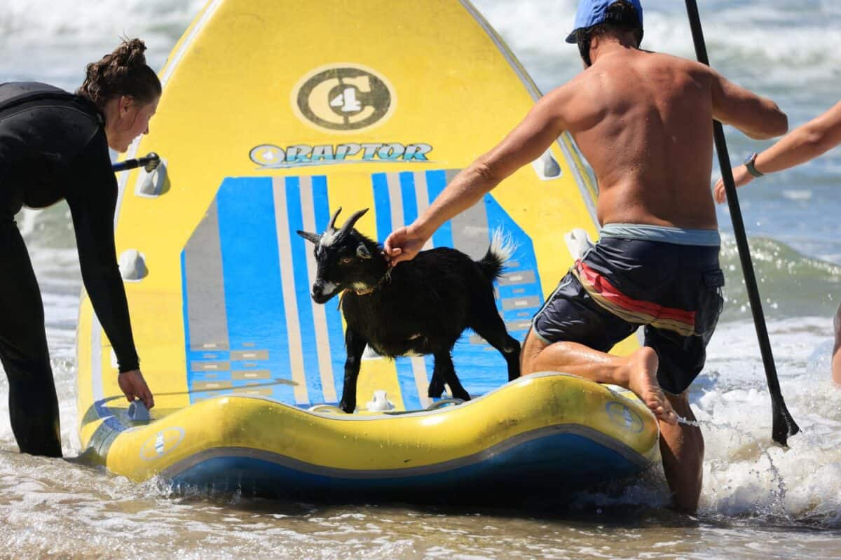 Goat vibrations: animals teach surfers in California | The Citizen