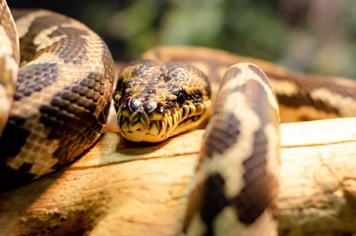 Snake no mistake: Australian fined for surfing with python | The Citizen