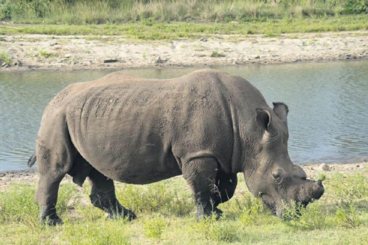 Kruger National Park’s rhinos remain under constant threat