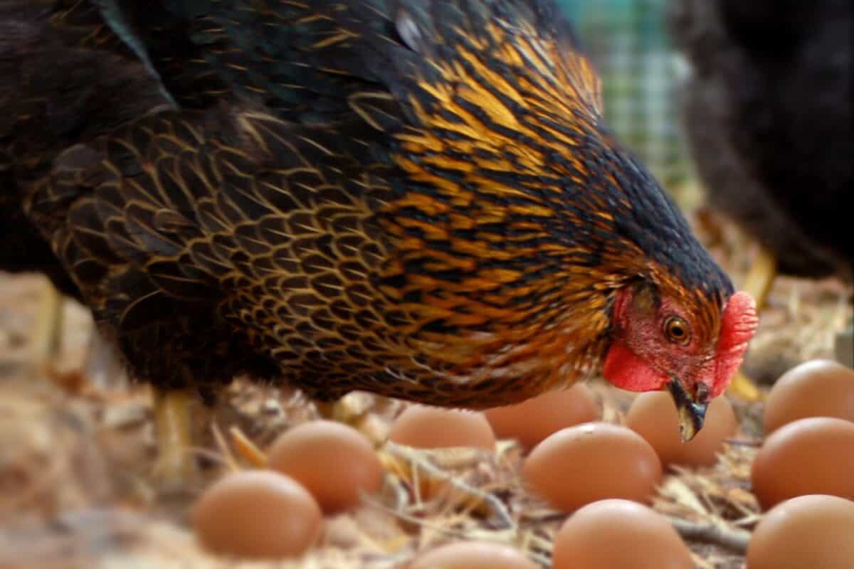 Didiza grants permits for eggs to ensure supplies for Christmas