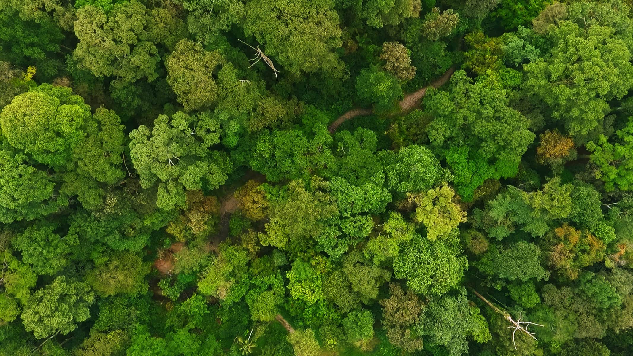 Is Planting Trees To Combat Climate Change complete Nonsense The