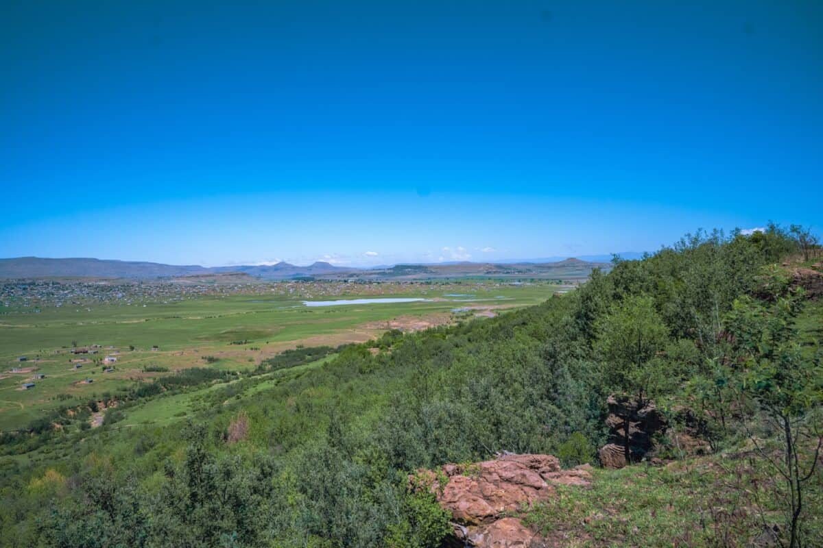 Battling invasive wattle, working to conserve water | The Citizen