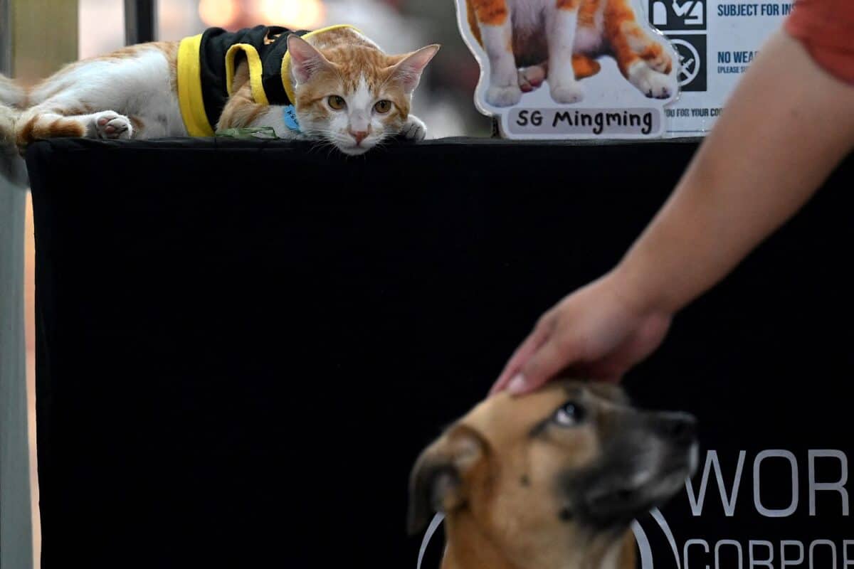 Paw patrol: Philippine security guards adopt stray cats | The Citizen