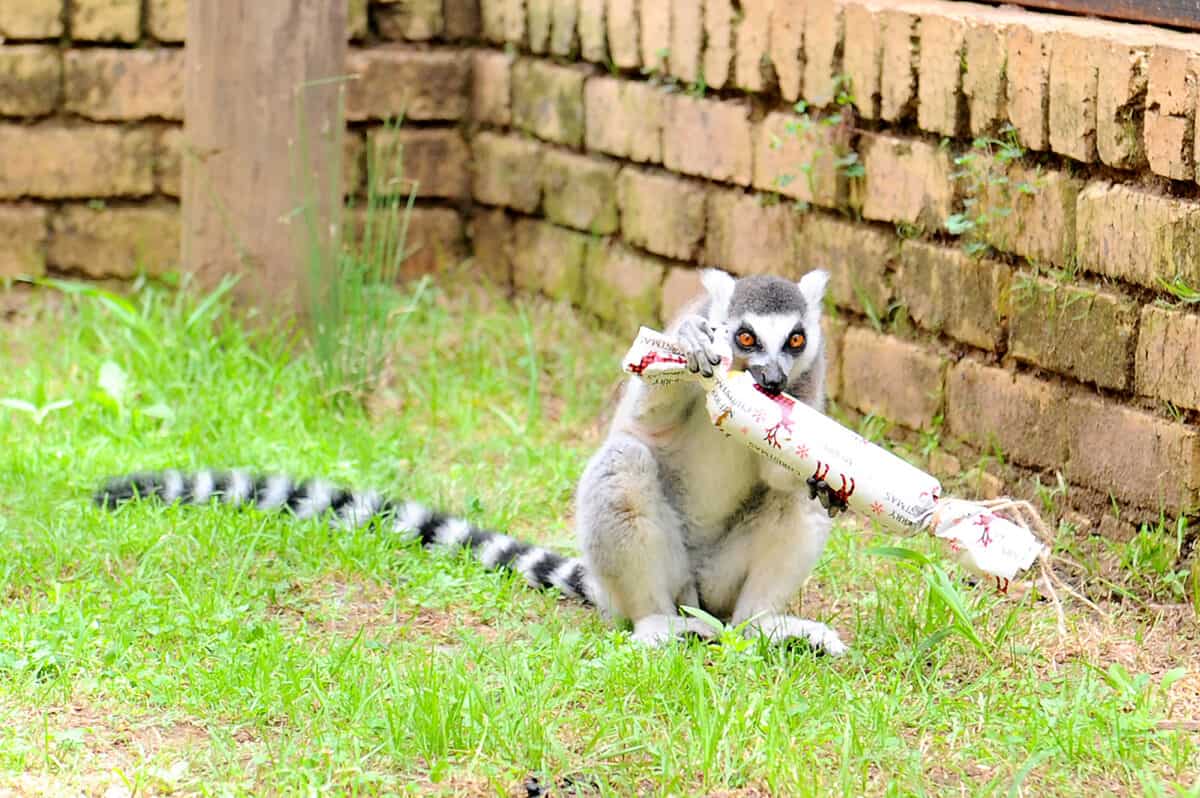 In pictures: Benoni Monkey and Bird Park animals celebrate Christmas ...