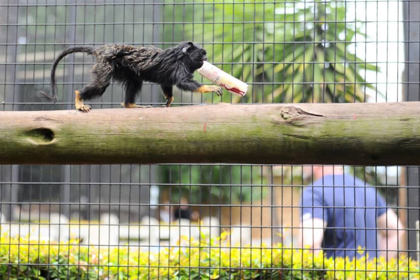 In pictures: Benoni Monkey and Bird Park animals celebrate Christmas ...