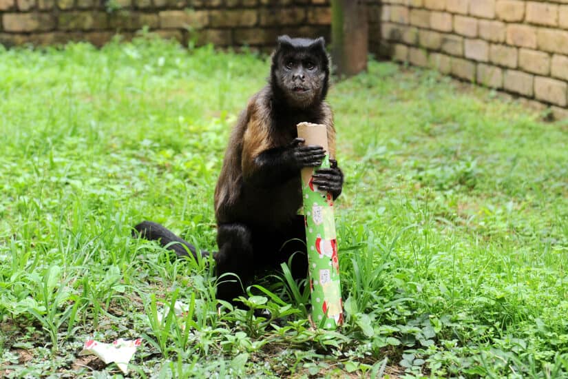 In pictures: Benoni Monkey and Bird Park animals celebrate Christmas ...