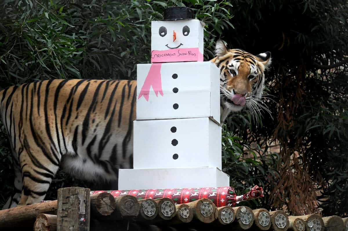 In pictures: Benoni Monkey and Bird Park animals celebrate Christmas ...