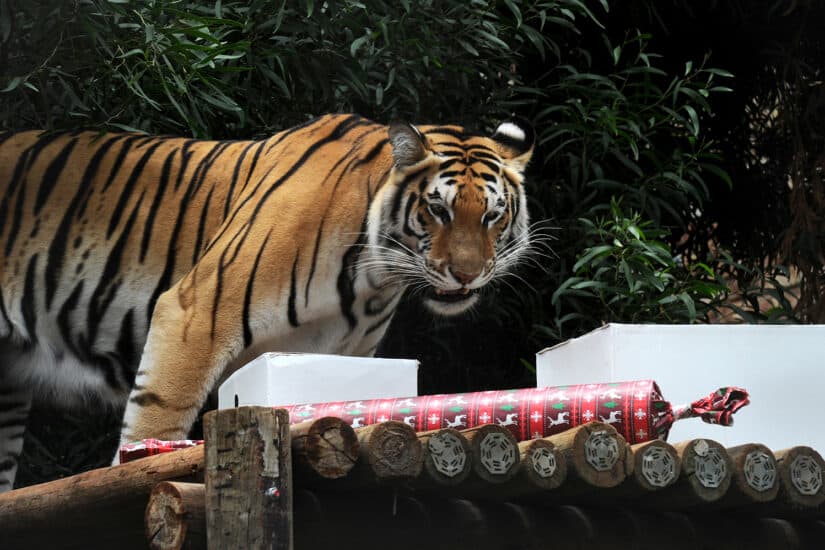In pictures: Benoni Monkey and Bird Park animals celebrate Christmas ...