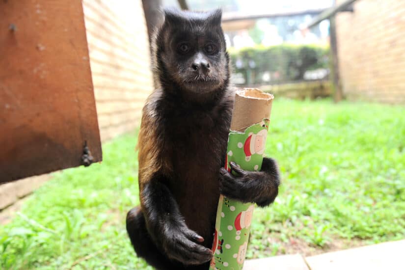 In pictures: Benoni Monkey and Bird Park animals celebrate Christmas ...