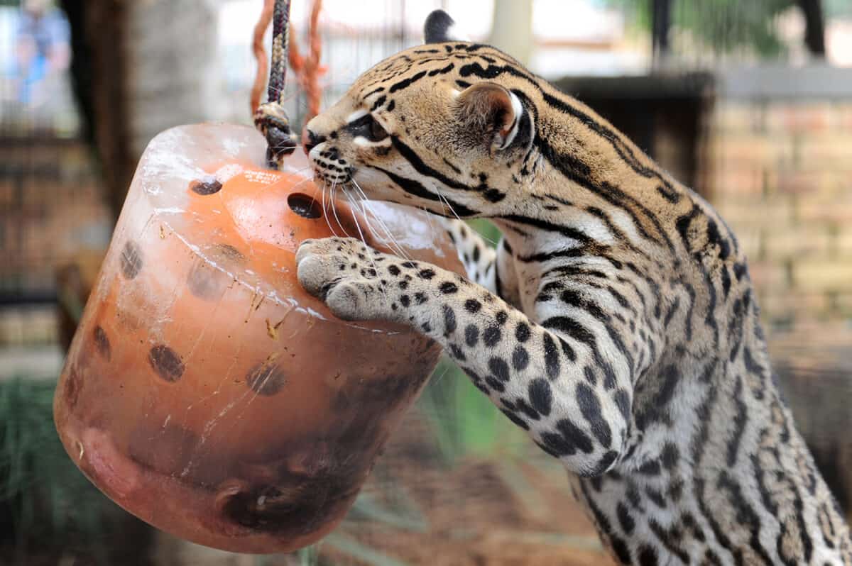 In pictures: Benoni Monkey and Bird Park animals celebrate Christmas ...
