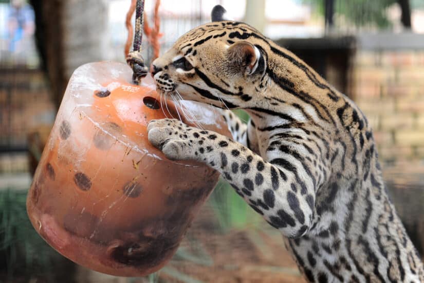 In pictures: Benoni Monkey and Bird Park animals celebrate Christmas ...