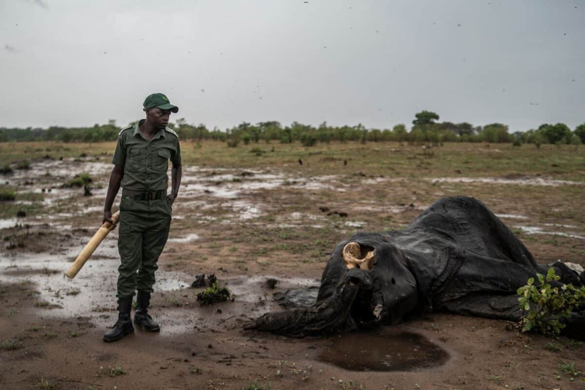 Heartbreak in Zimbabwe park: Desperate hunt for water sees more than ...