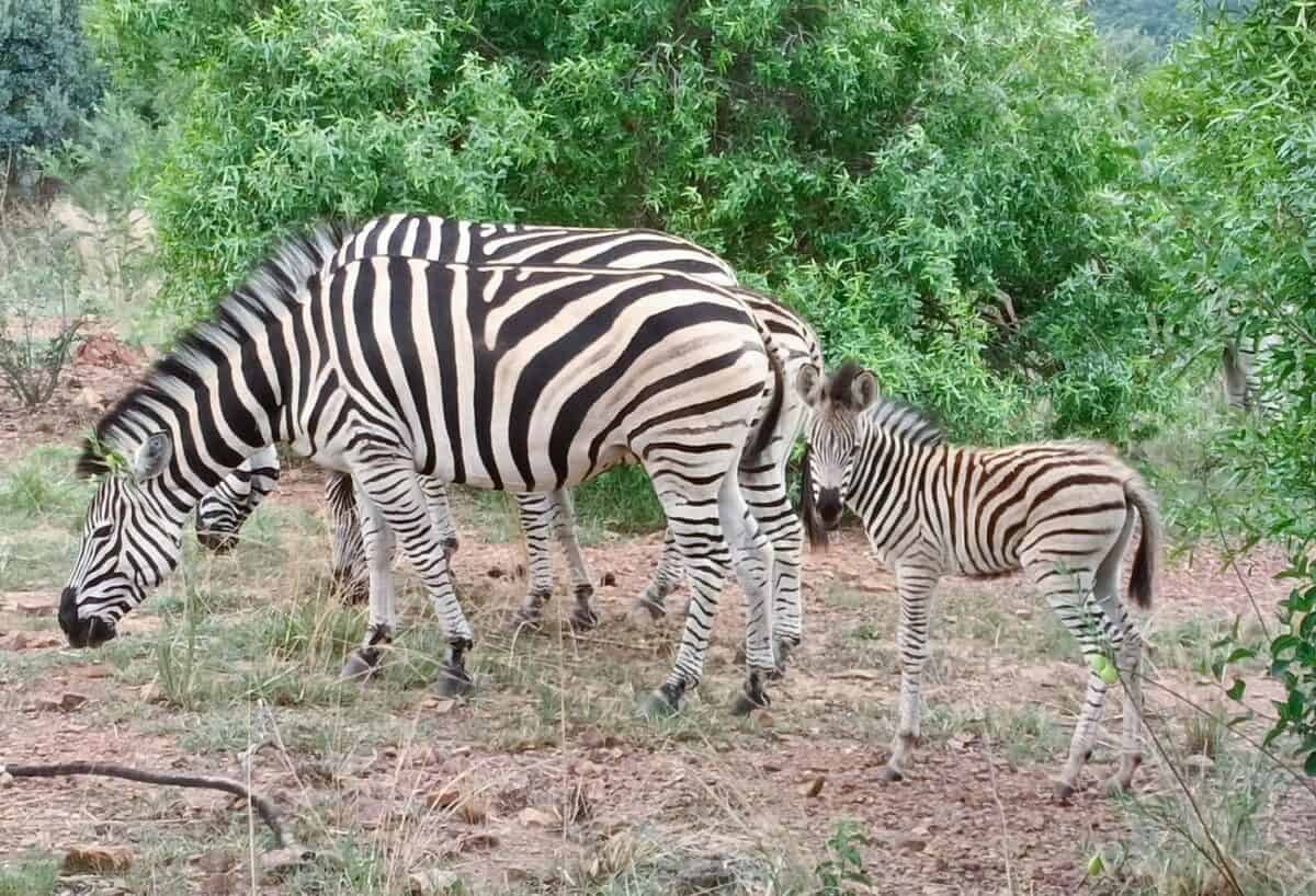 Tshwane girl names Klapperkop Nature Reserve's new baby zebra | The Citizen