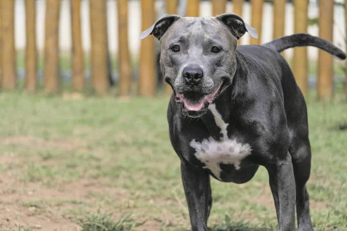WATCH: 'It started vomiting out the dog' — 4.1m long python swallows ...