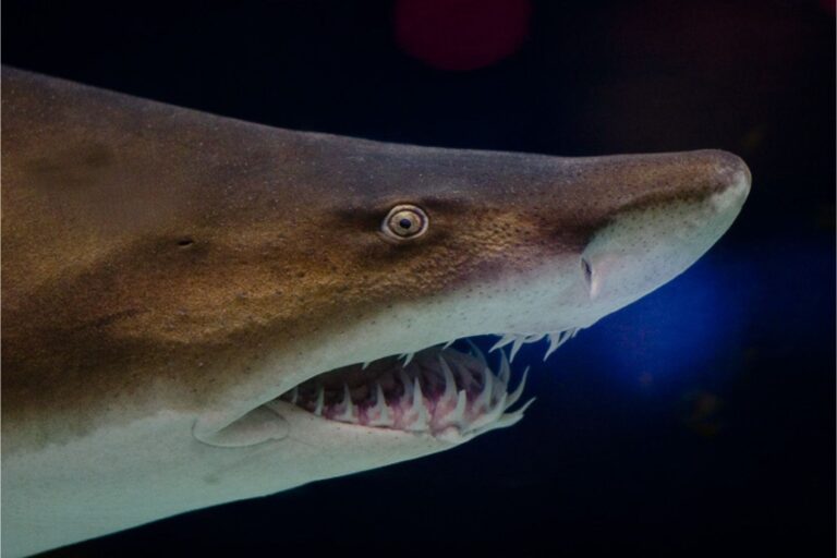 Fisherman bitten by ragged-tooth shark in Eastern Cape