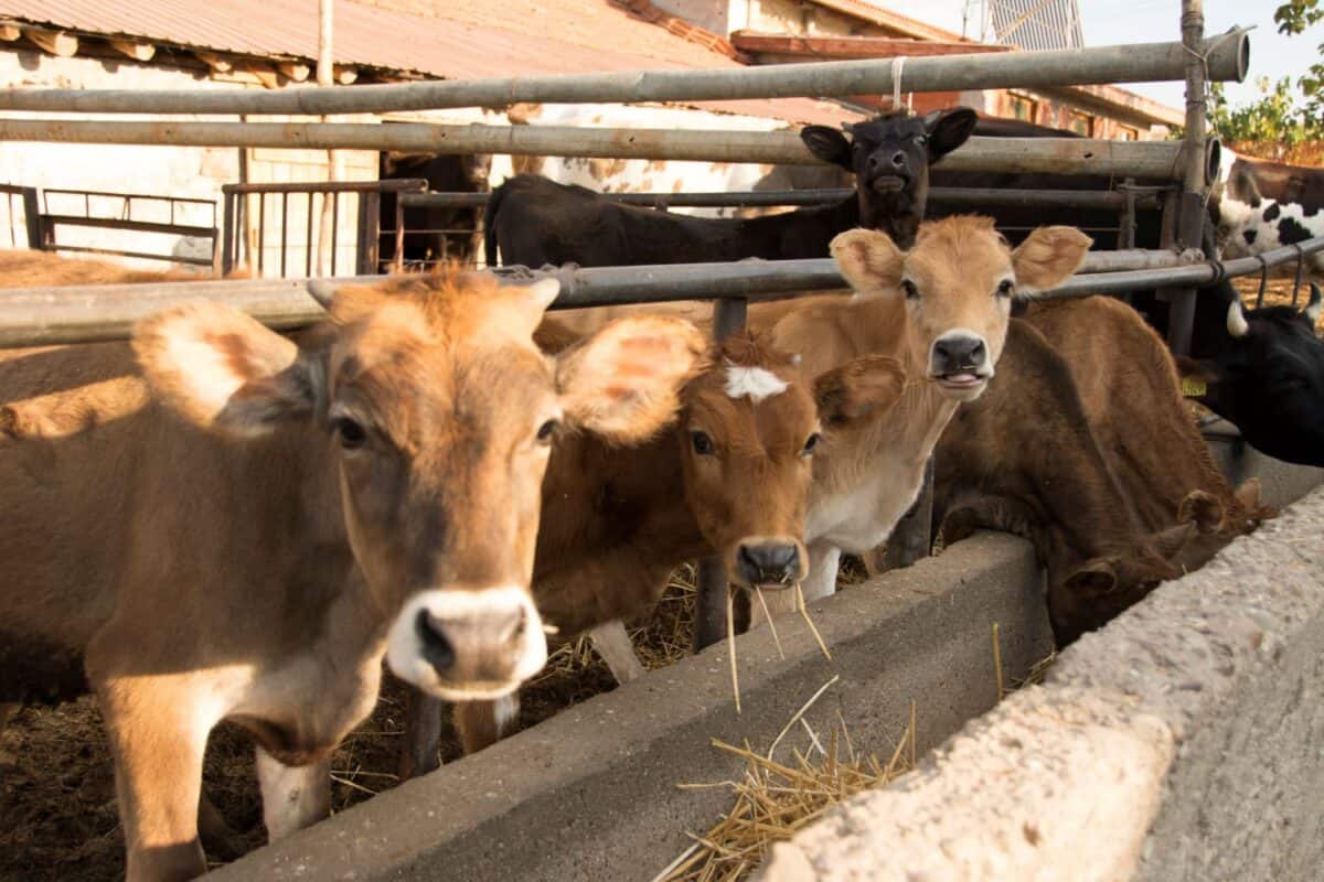 Costly love: Here's how much you could pay for lobola in 2024