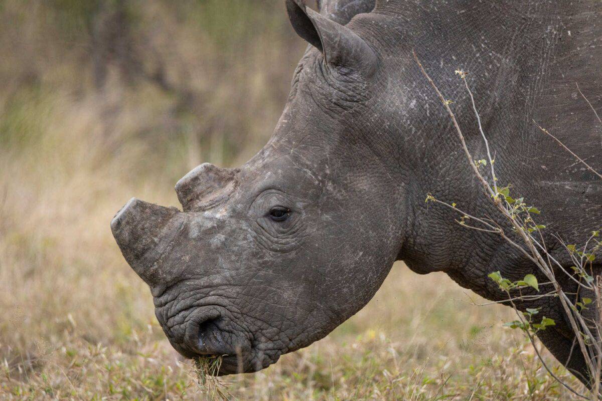 KZN reigns as epicentre of rhino poaching: A troubling increase in 2023 ...