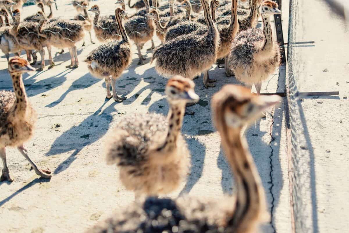 Oudtshoorn: Ostrich capital of the world enjoys feathery fortune | The ...