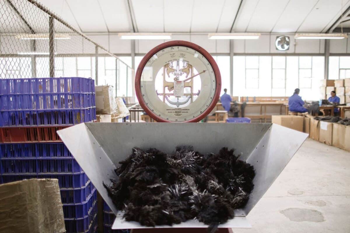 Oudtshoorn: Ostrich capital of the world enjoys feathery fortune | The ...