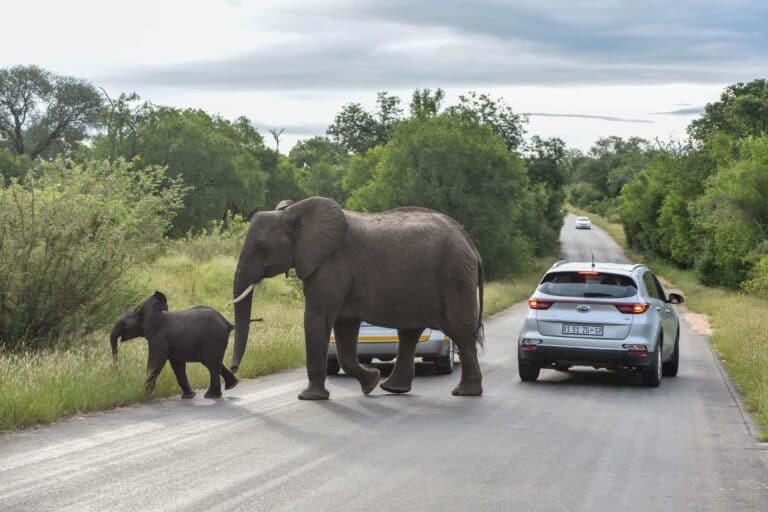 Elephant Tantrum Caught on Camera in Kruger | The Citizen