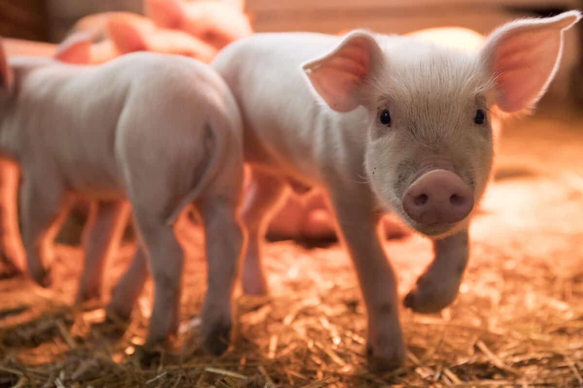 AFU freezes 'Metaverse Piggy Farm' account amid Ponzi scheme ...