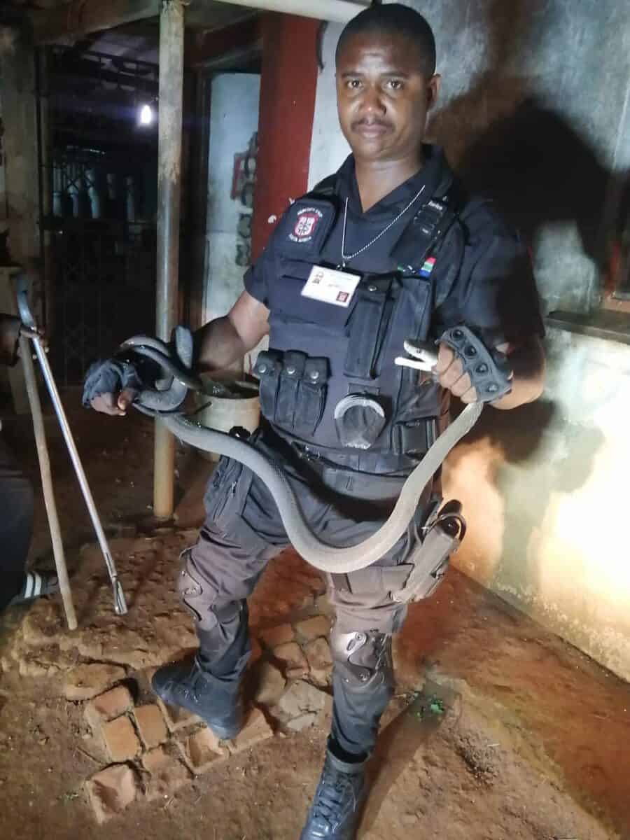 3-metre-long black mamba snake found in 60-year-old man’s roof | The ...