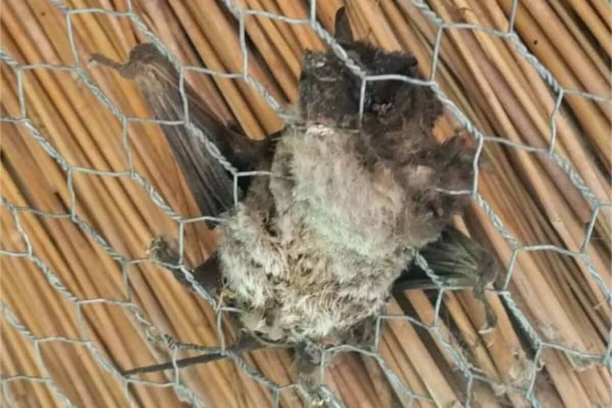 On a wing and a prayer: Kruger Park under fire for bat house 'evictions ...