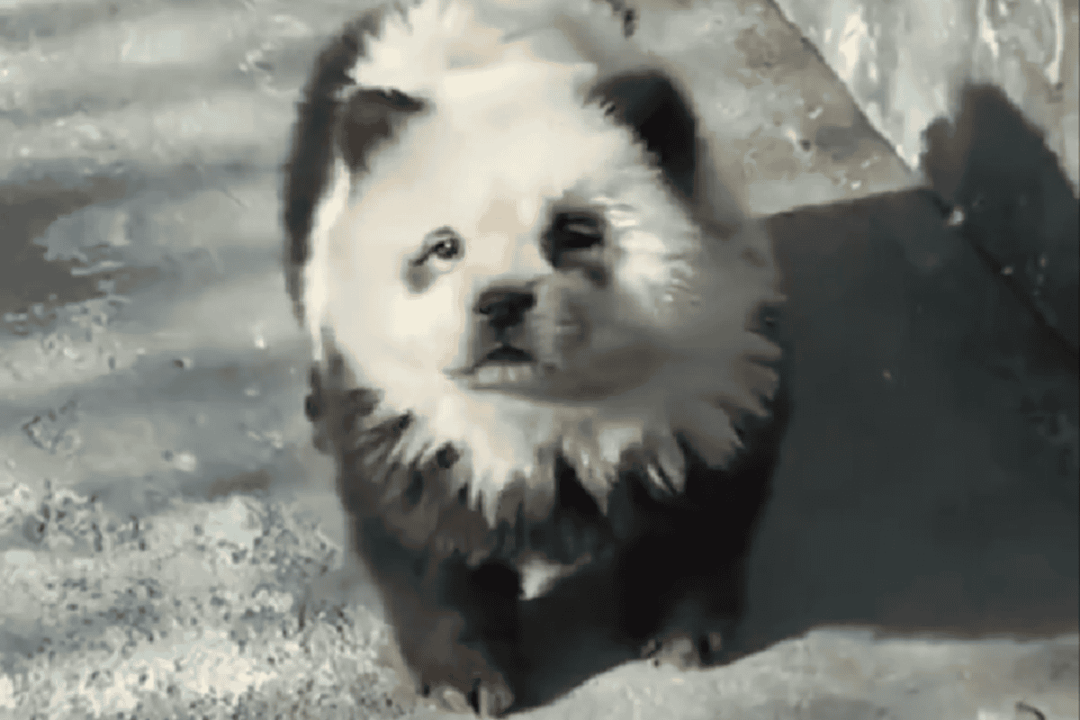 'Pandas': Chinese zoo faces backlash for dying dogs
