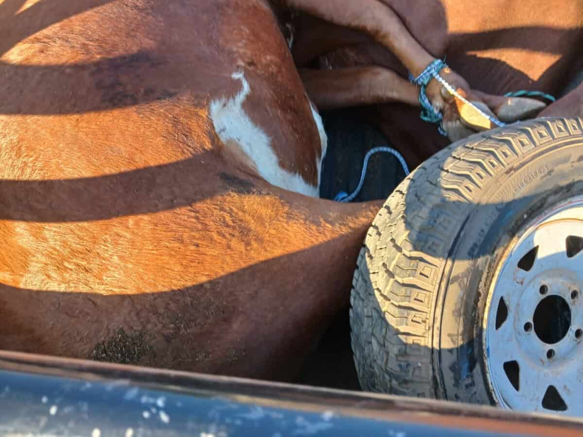 Eastern Cape farmers lose a collective R58m from stock theft | The Citizen