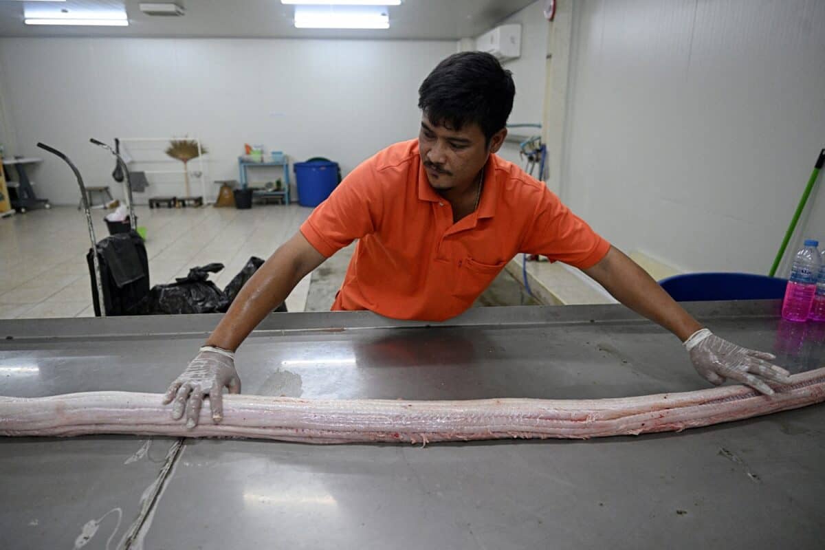 Python on a plate: Slithering snakes as supper solution?