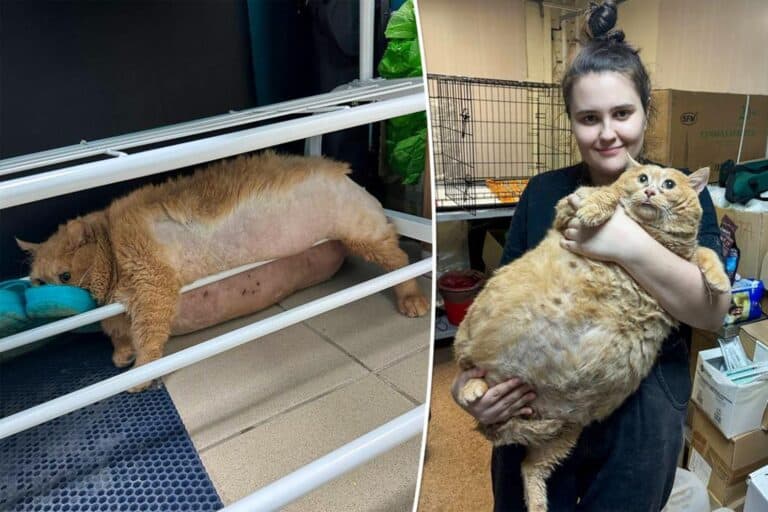 Comedic cat-astrophe: Crumbs the cat tries to escape fat camp