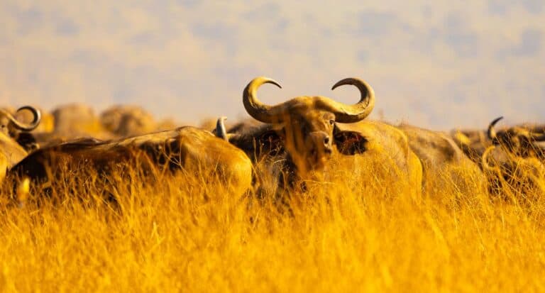 Animals fighting back: Wounded buffalo kills poacher in Kruger National ...