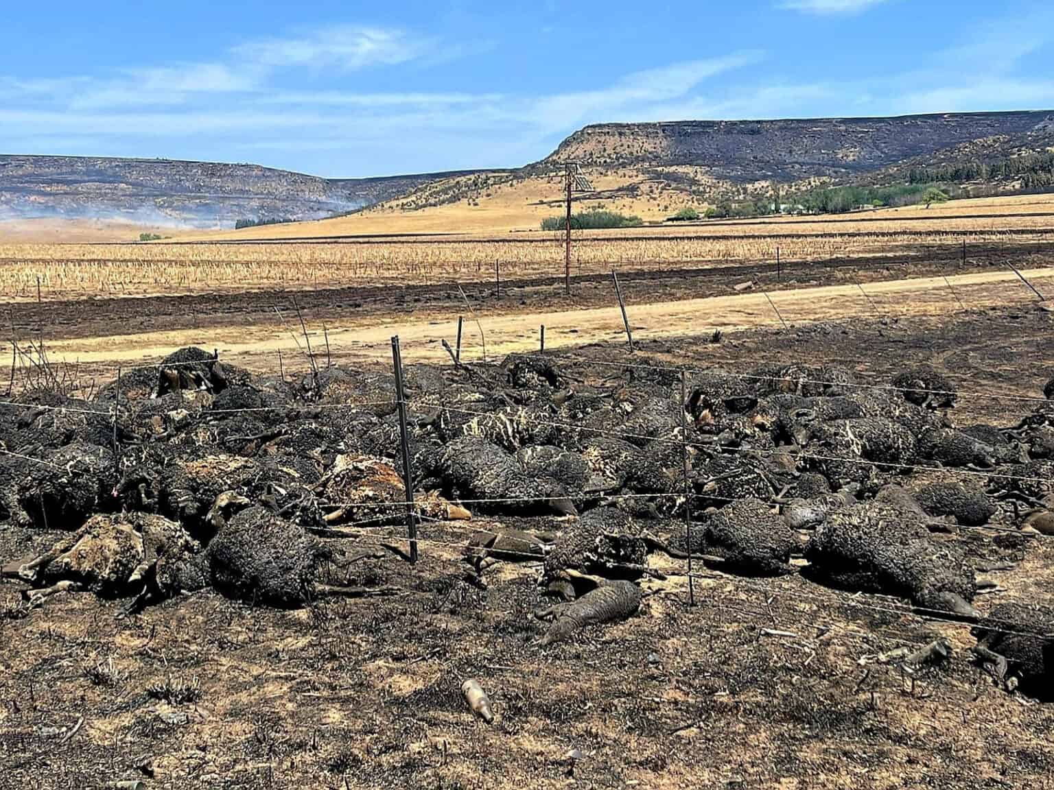 Hundreds of livestock die as veld fires ravage the Free State | The Citizen