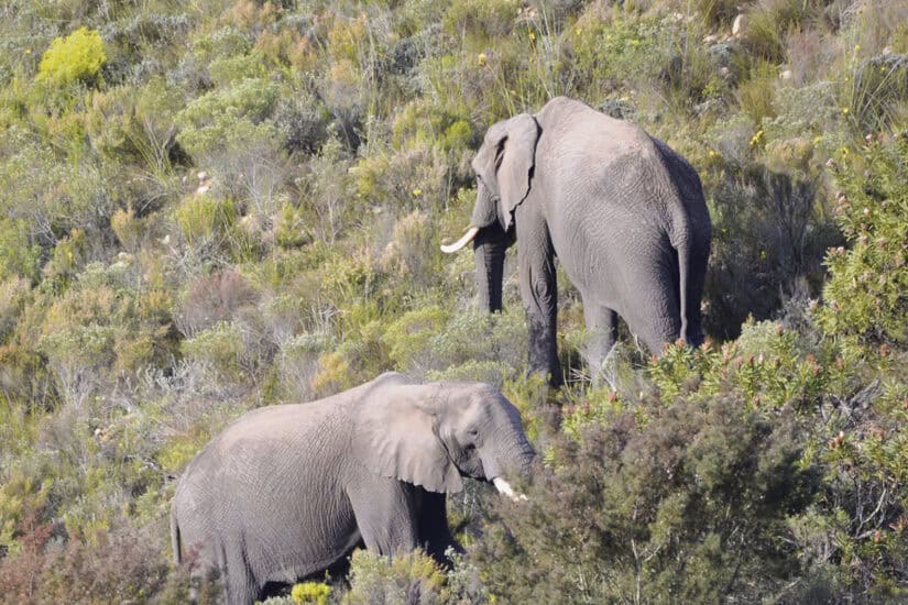 Mossel Bay Reserve offers more than game-drives