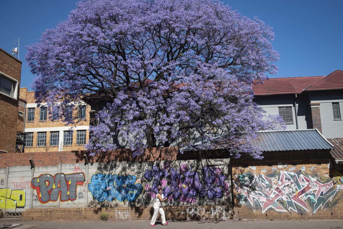 Residents rally to protect Pretoria's jacaranda heritage | The Citizen