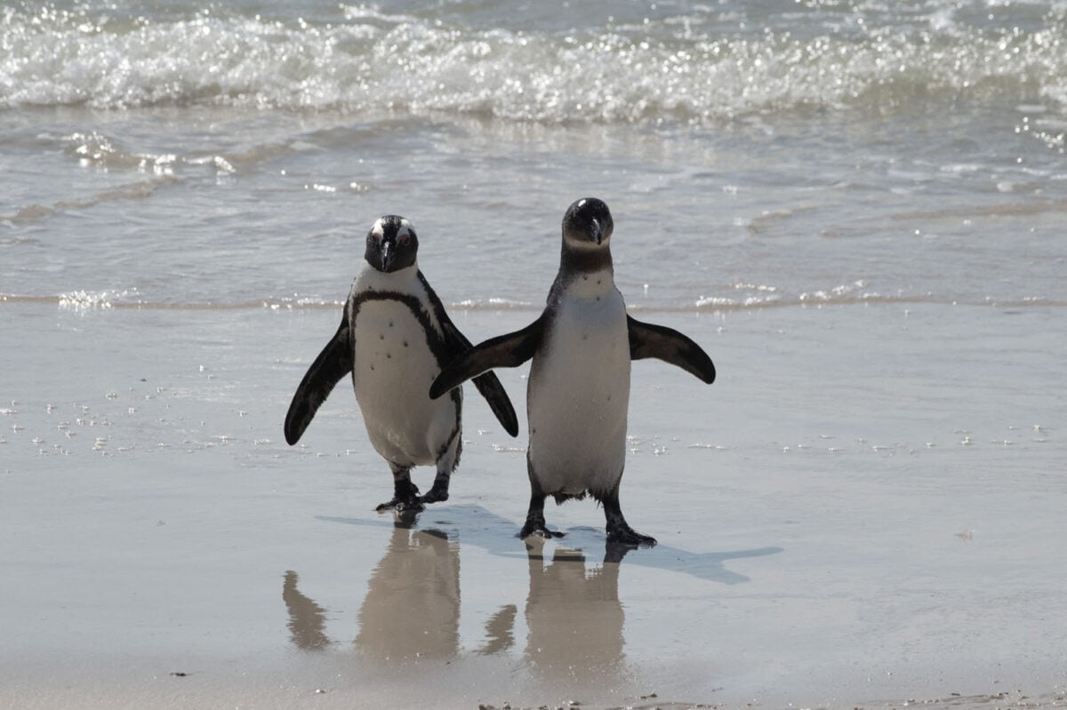 The fight to save the penguins | The Citizen