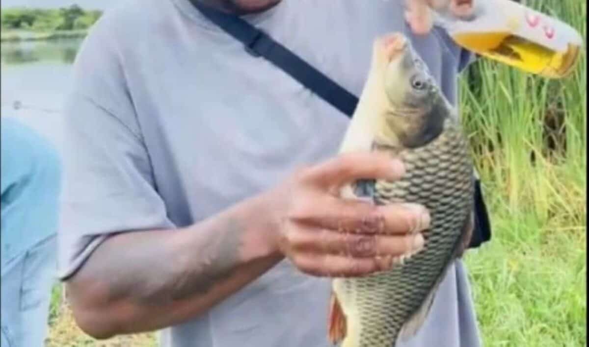 NSPCA to lay charges against TikToker for allegedly force-feeding fish ...