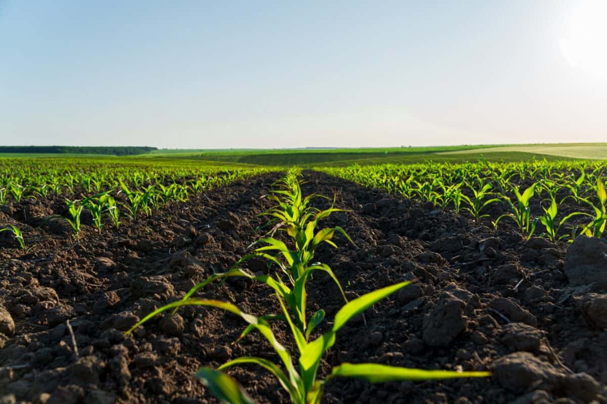 Free State Agriculture cheers Trump's backing