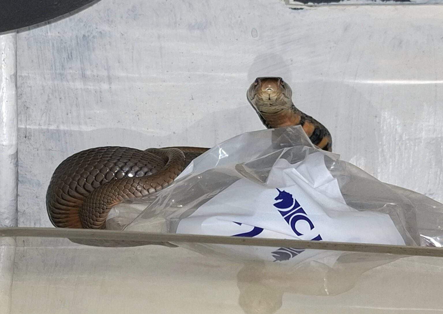 Mozambique spitting cobra makes a surprise visit to home office