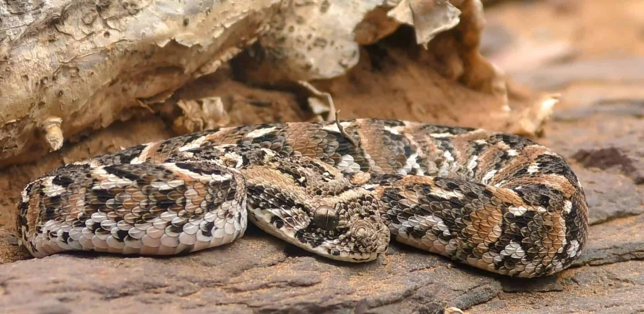 Popular Tzaneen surgeon rushed to ICU after puff adder encounter: What ...