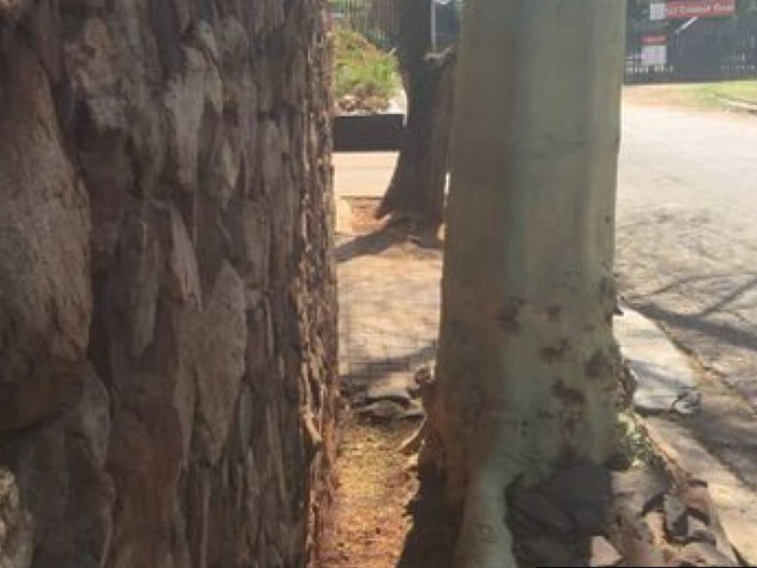 City Parks reverses decision to remove trees outside home near Melville ...