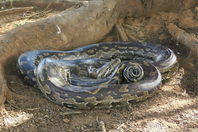 No health workers bitten by snake infestation at KZN rural clinic