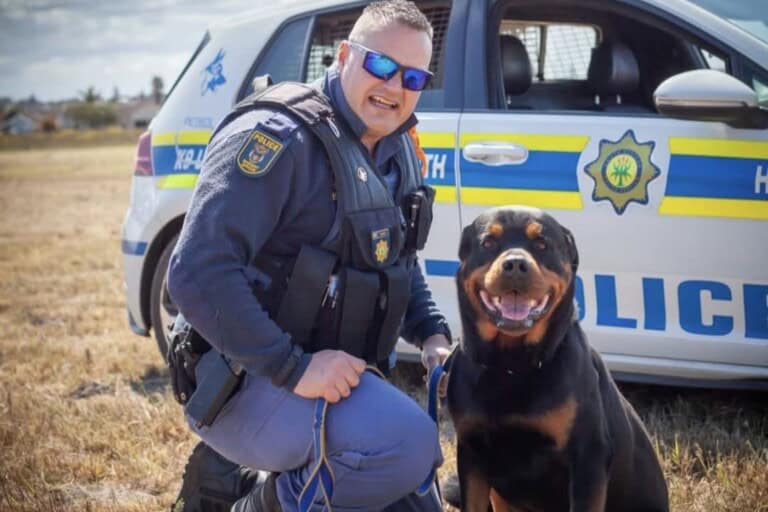 'He's more than a dog': Relief as police K9 recovers from attack